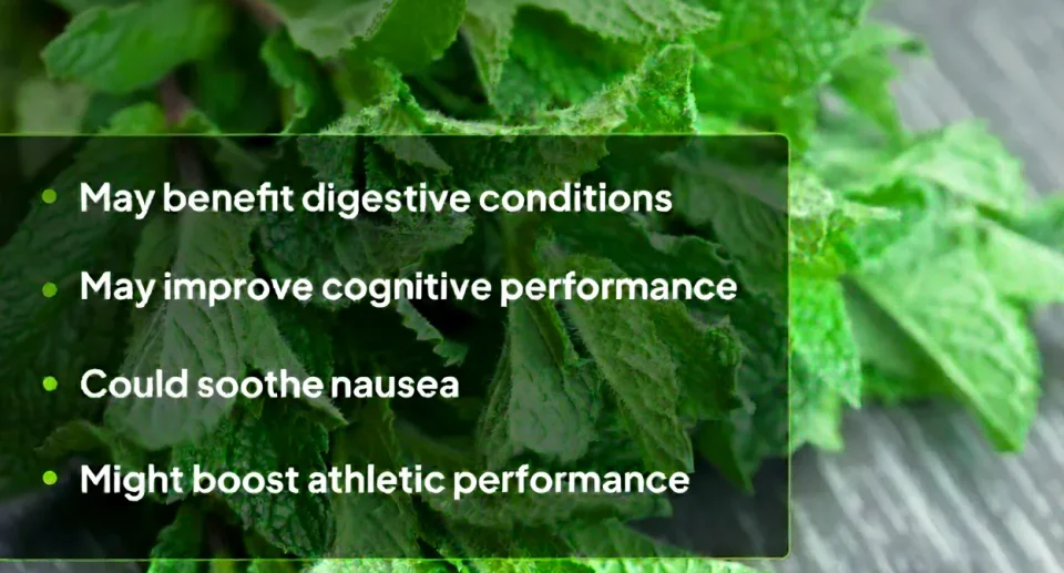 Peppermint Digestive Benefits: 6 Ways It Supports Your Gut