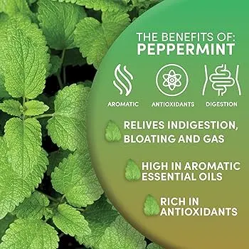 Peppermint Digestive Benefits: 6 Ways It Supports Your Gut